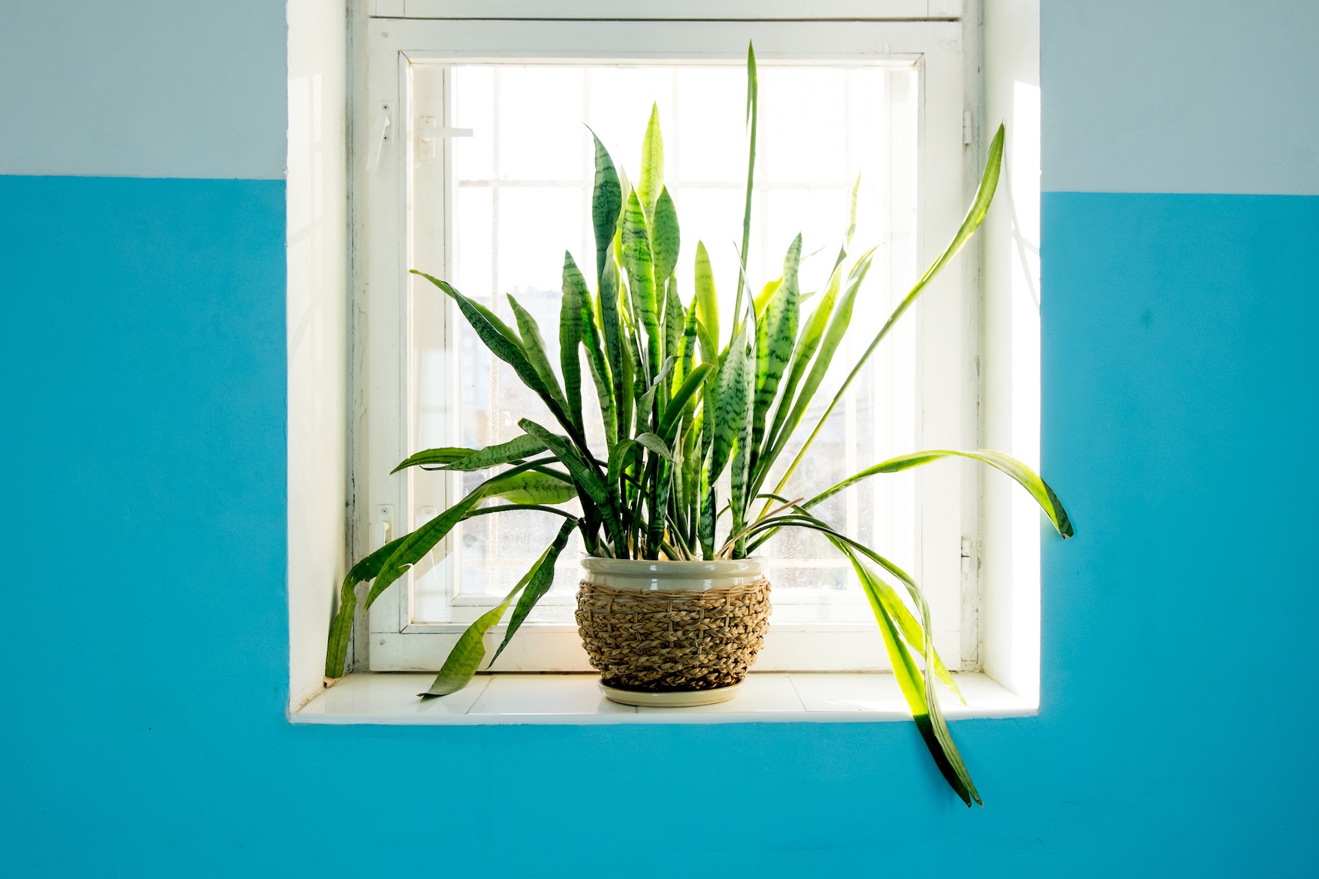 The Personality of Plants For Window Dressing Ideas